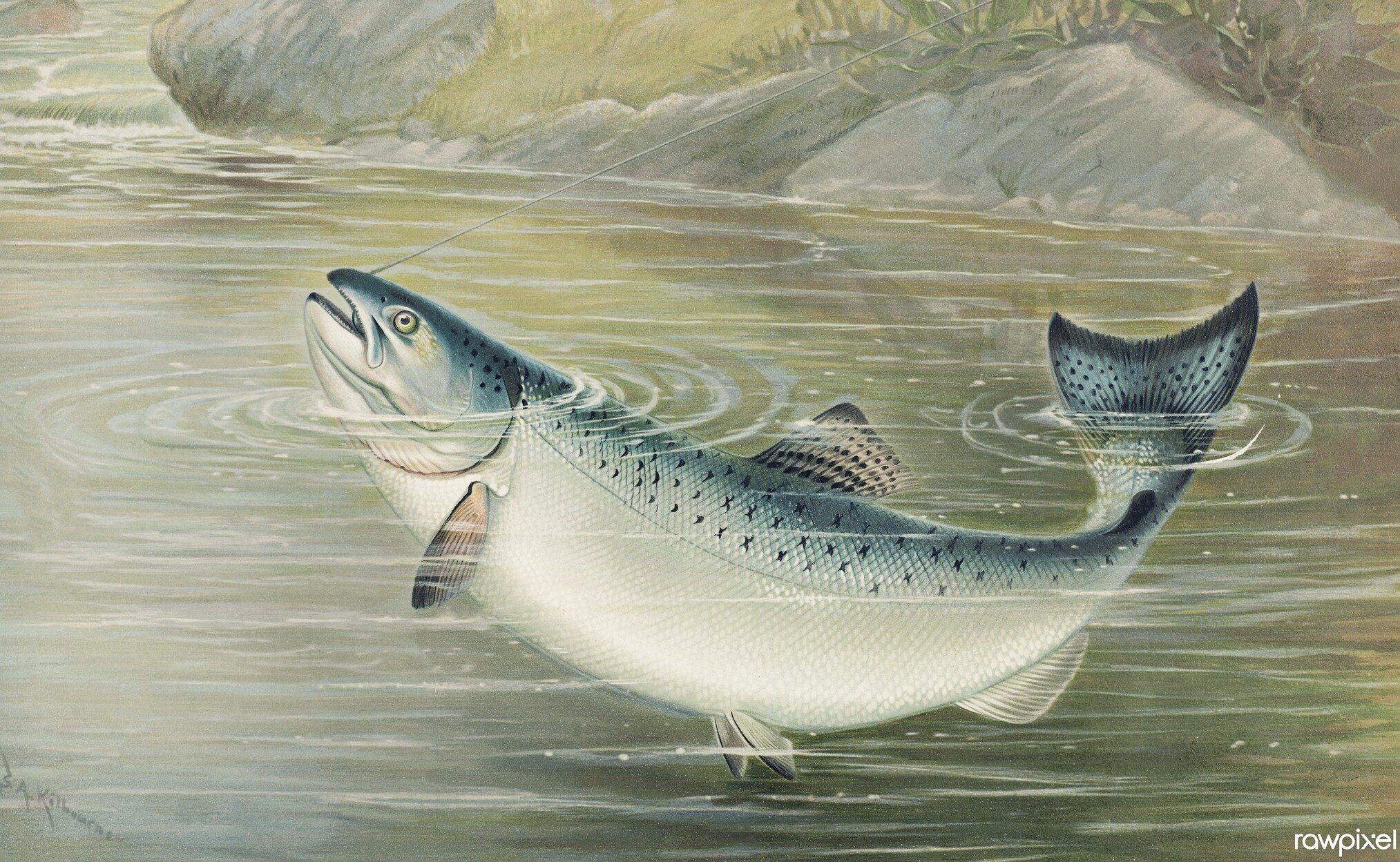 California Unveils Ambitious Salmon Restoration Plan - The Water Report